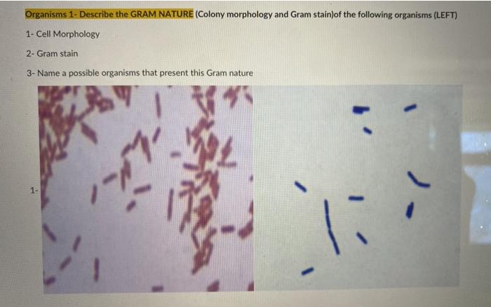 Solved Organisms 1- Describe the GRAM NATURE (Colony | Chegg.com
