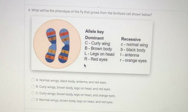 Solved 4. What will be the phenotype of the fly that grows | Chegg.com