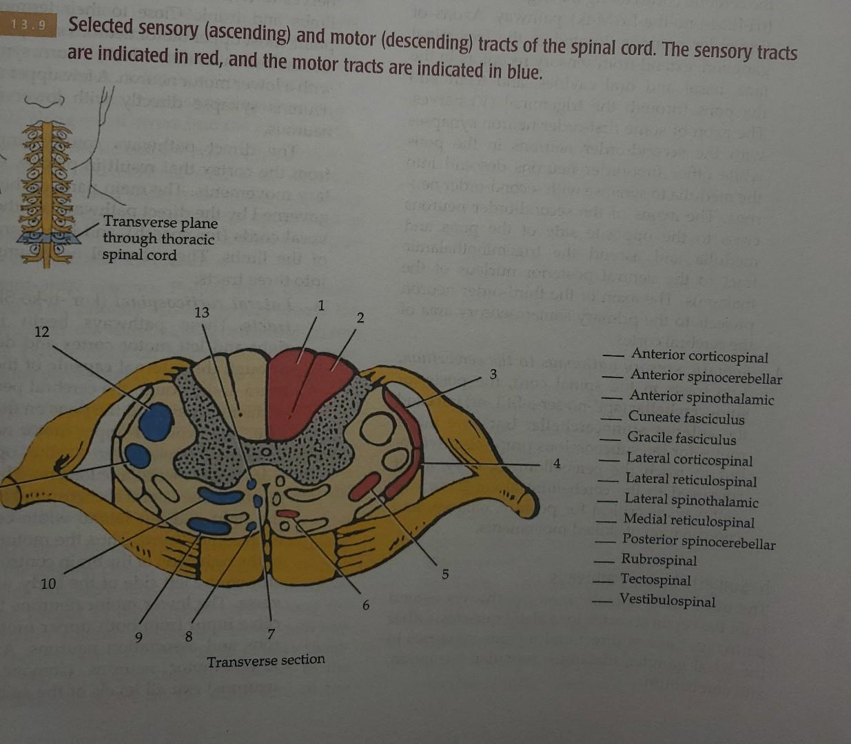 Solved Selected sensory (ascending) and motor (descending) | Chegg.com