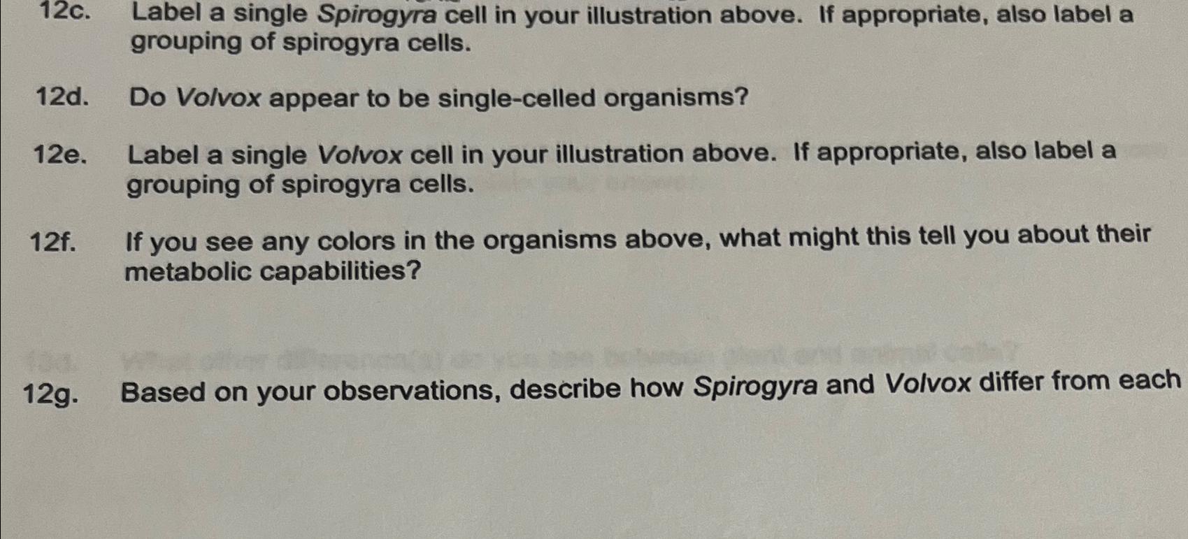Solved 12c. ﻿Label a single Spirogyra cell in your | Chegg.com