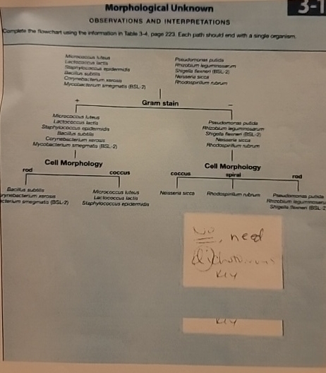 Morphological Unknown OBSERVATIONS AND | Chegg.com
