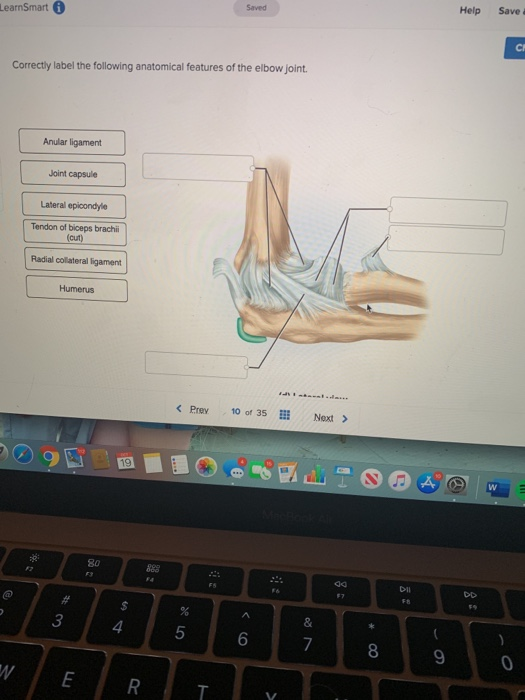 Solved LearnSmart 6 Saved Help Save CH Correctly label the | Chegg.com