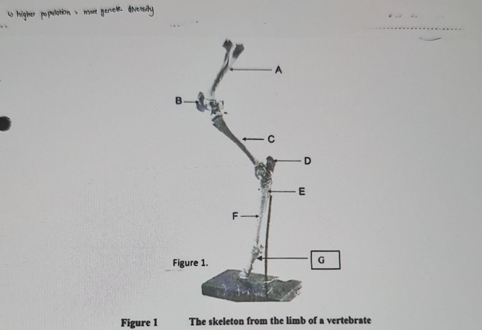 Solved Figure 1 B- Figure 1. F- -D - E G The skeleton from | Chegg.com
