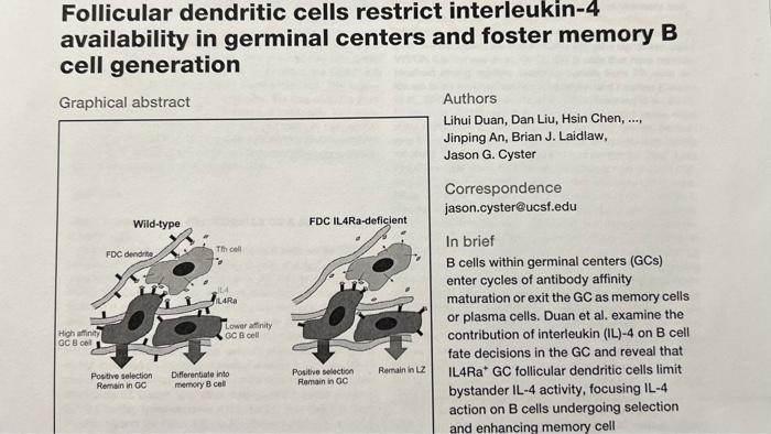 Solved Follicular dendritic cells restrict interleukin-4 | Chegg.com