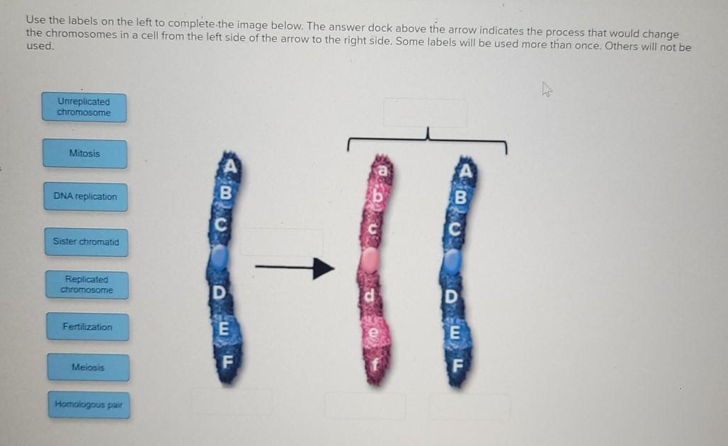 Solved Use the labels on the left to complete the image | Chegg.com