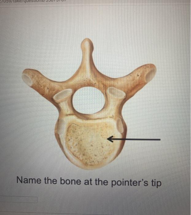 Solved 7059/taker Name the bone at the pointer's tip | Chegg.com