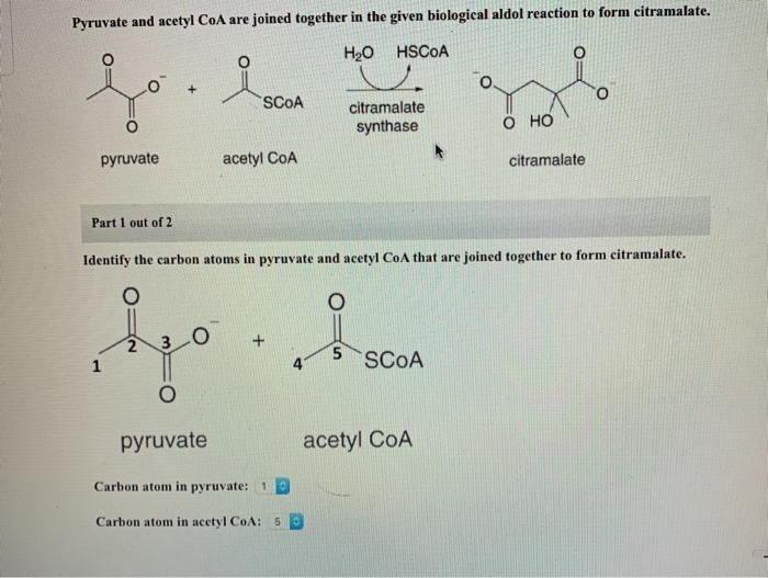 Solved Pyruvate and acetyl CoA are joined together in the | Chegg.com