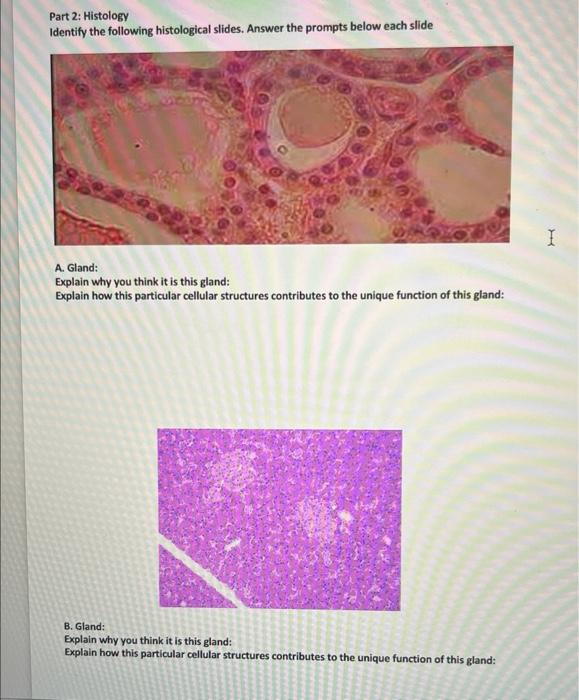 Solved Part 2: Histology Identify the following histological | Chegg.com