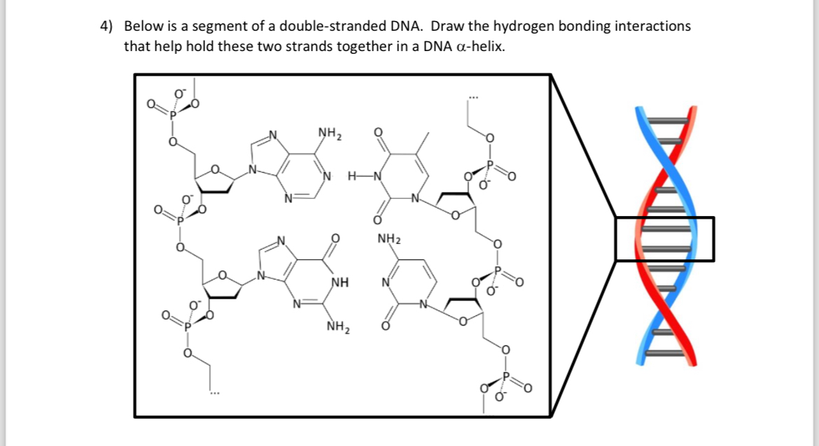 Solved Below is a segment of a double-stranded DNA. Draw the | Chegg.com