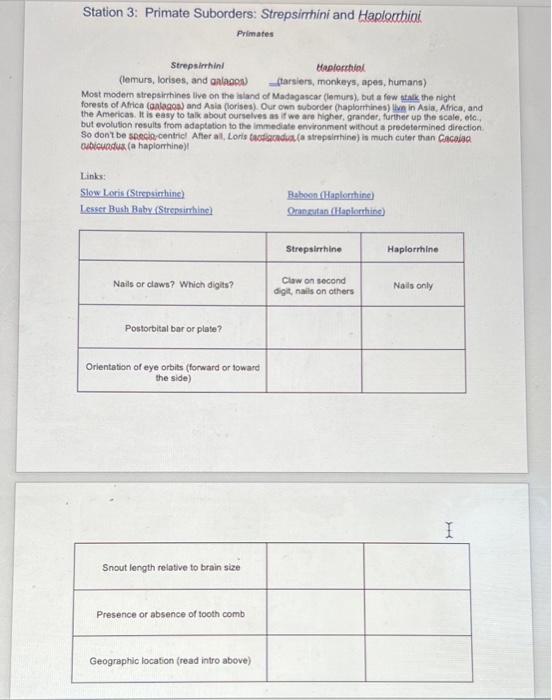 Solved Station 3: Primate Suborders: Strepsimhini and | Chegg.com