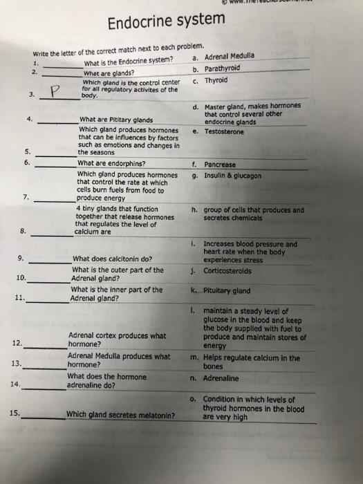 Solved Endocrine system ที่ Write the letter of the correct | Chegg.com
