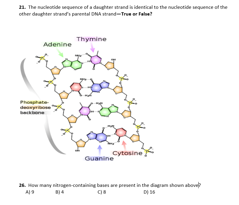 Solved The nucleotide sequence of a daughter strand is | Chegg.com