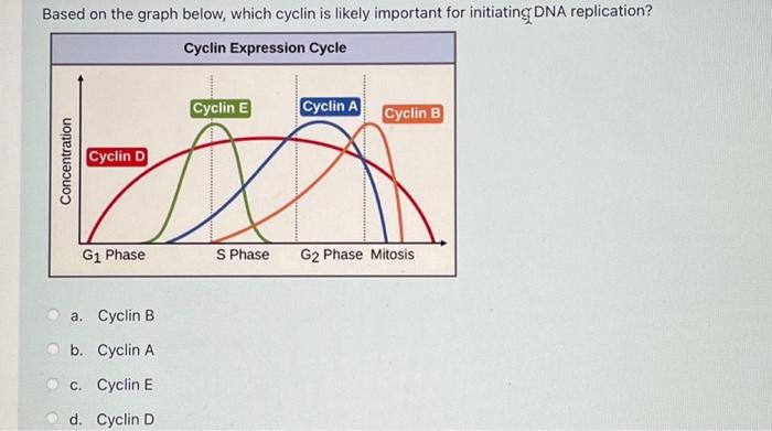 Solved Based on the graph below, which cyclin is likely | Chegg.com