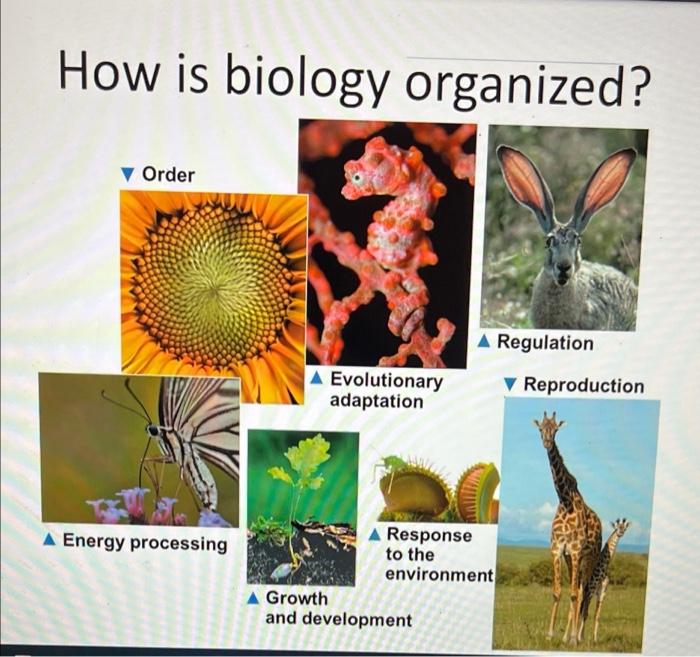 Solved How is biology organized? Order A Regulation A | Chegg.com