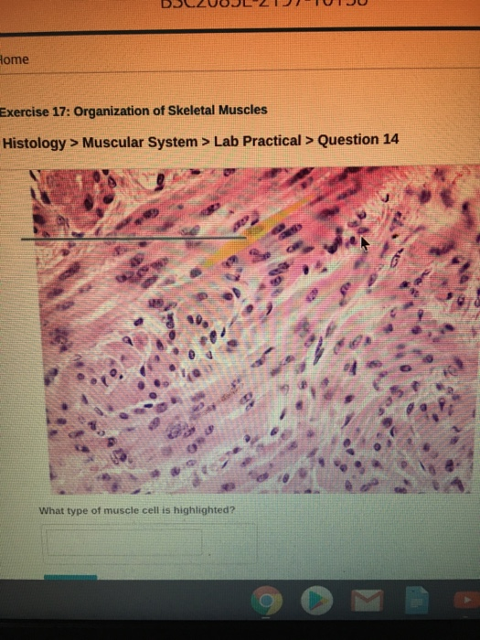 Solved Course Home Muscular System > Lab Practical > | Chegg.com