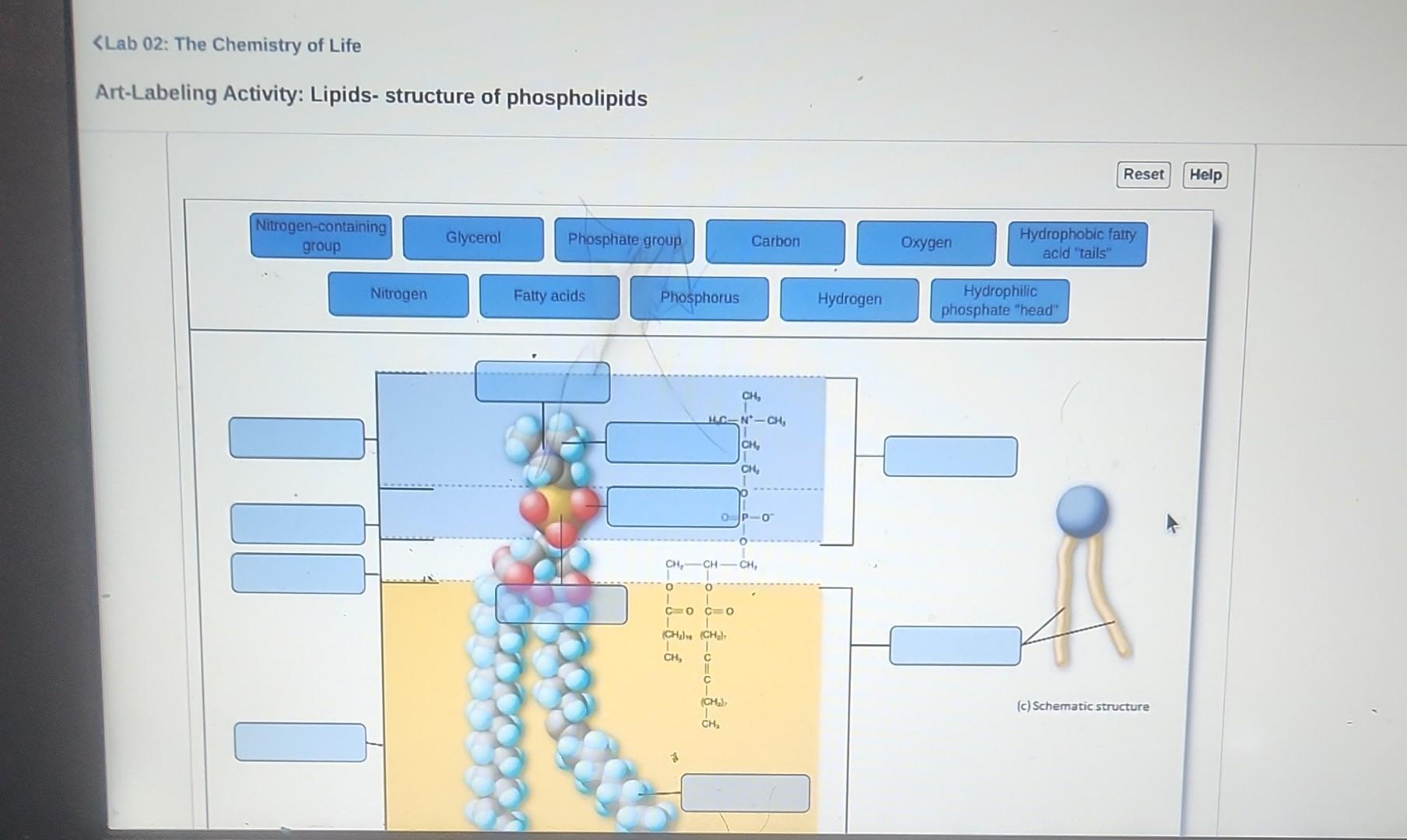 Solved «Lab 02: The Chemistry of Life Art-Labeling Activity: | Chegg.com