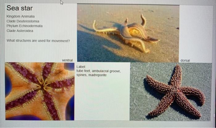 Solved Phylum Echinodermata (echinoderms) Discuss symmetry | Chegg.com