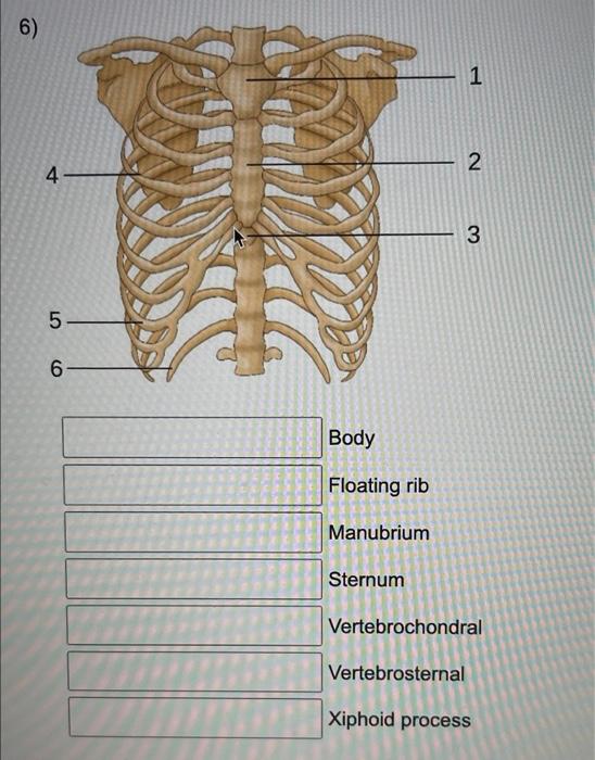 Solved 6) 1 N 4 3 5 6 Body Floating rib Manubrium Sternum | Chegg.com