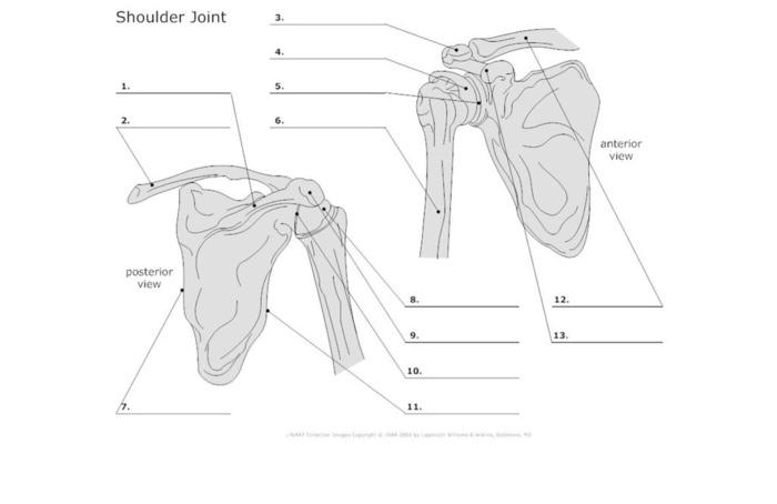 Solved Shoulder Joint anterior view posterior view | Chegg.com
