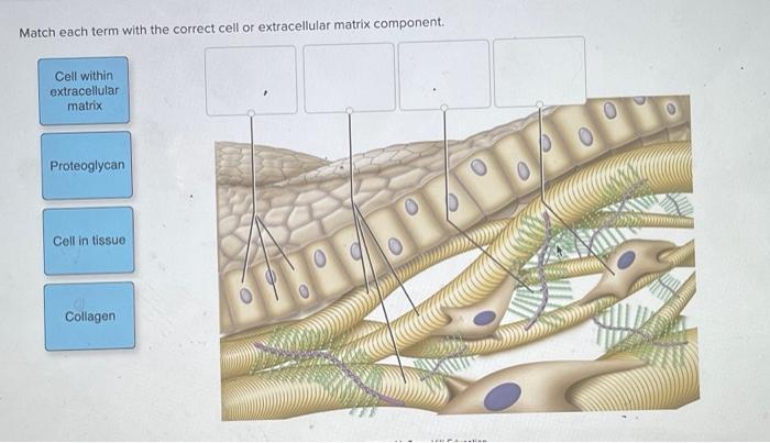 Solved Match each term with the correct cell or | Chegg.com