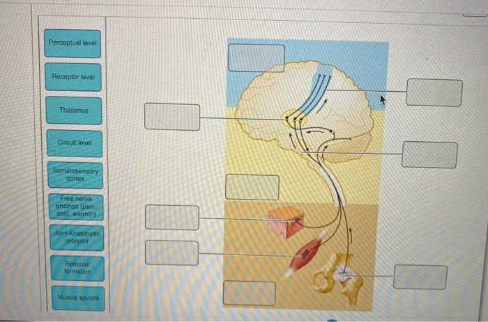 Solved Perceptual level Receptor level Thalamus Circuit | Chegg.com