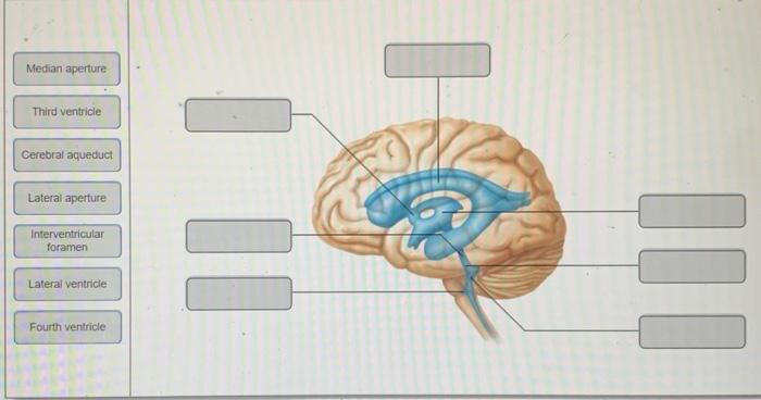 Solved Median aperture Third ventricle Cerebral aqueduct | Chegg.com