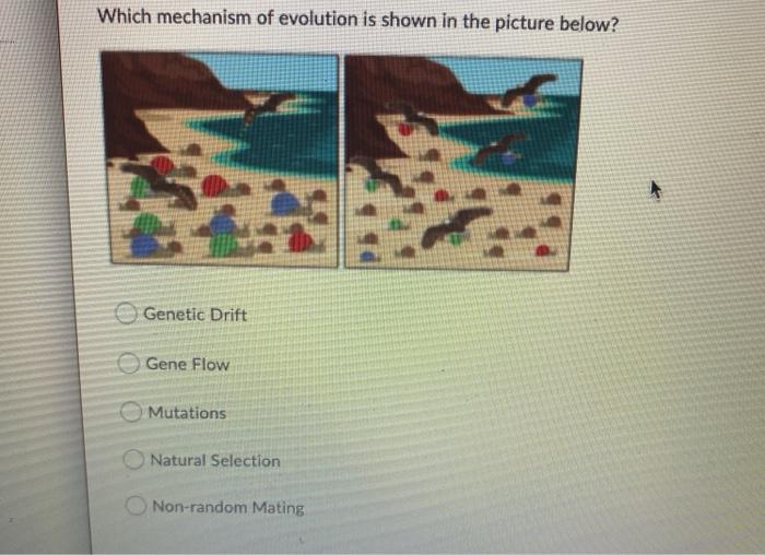 Solved Which mechanism of evolution is shown in the picture | Chegg.com