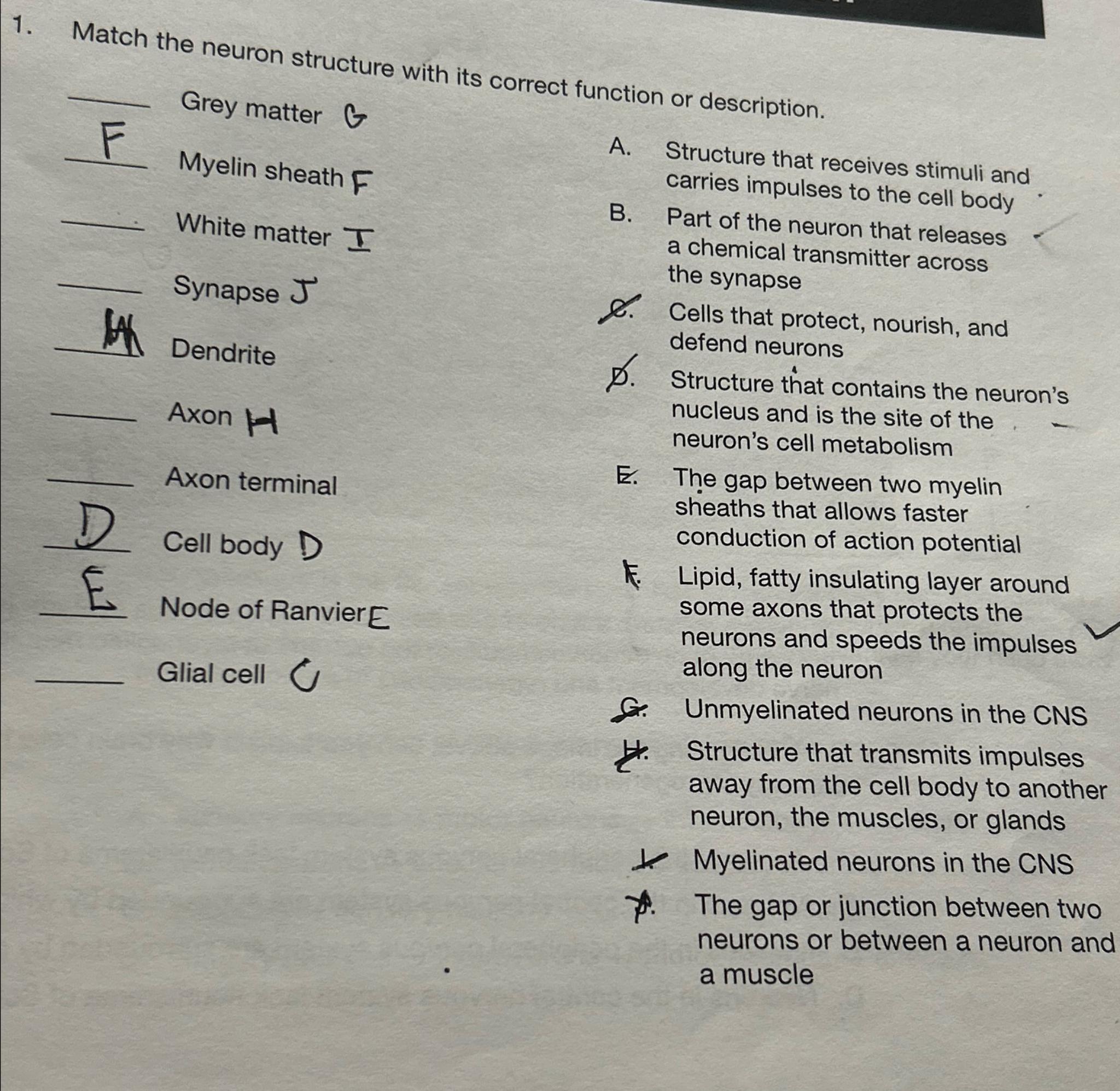 Solved Match the neuron structure with its correct function | Chegg.com
