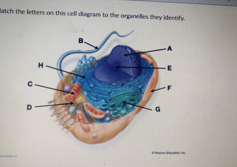 Solved latch the letters on this cell diagram to the | Chegg.com