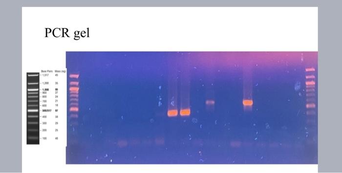 Solved PCR Products Gel Image Download the image for the PCR | Chegg.com