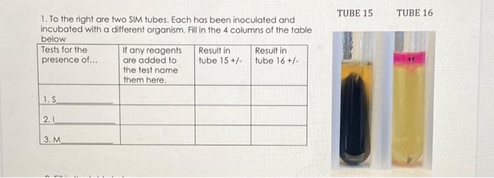 Solved TUBE 15 TUBE 16 1. To the right are two SIM tubes. | Chegg.com