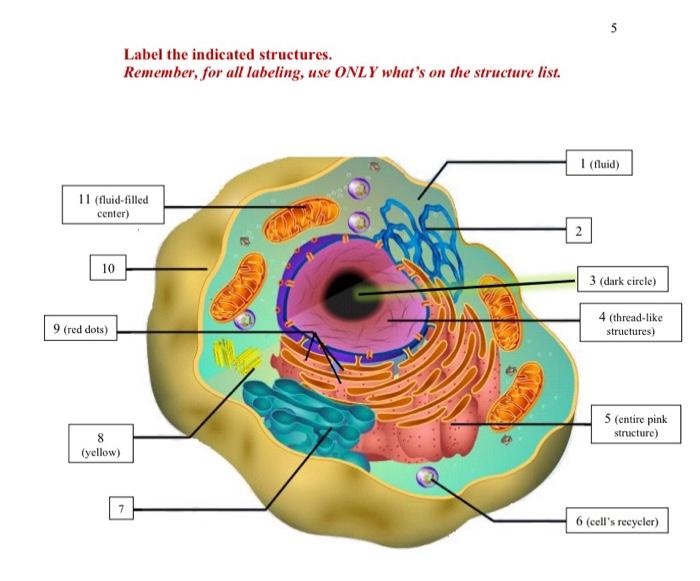 Solved Label the indicated structures. Remember, for all | Chegg.com