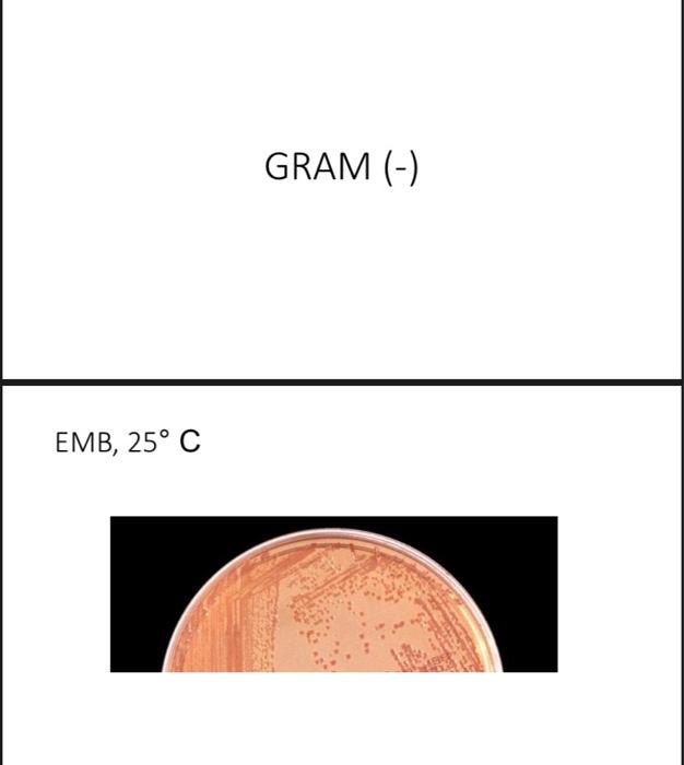 Solved GRAM (-) | Chegg.com