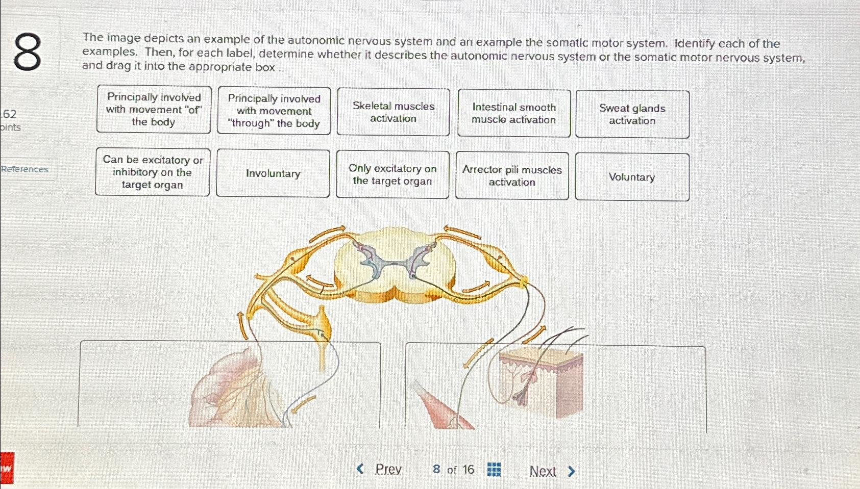 Solved The image depicts an example of the autonomic nervous | Chegg.com
