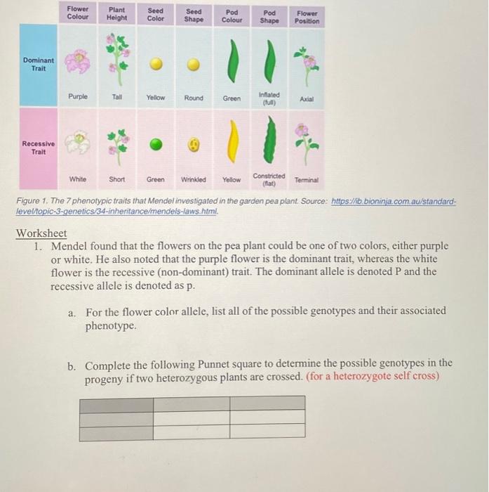 Solved Figure 1. The 7 phenotypic traits that Mendel | Chegg.com