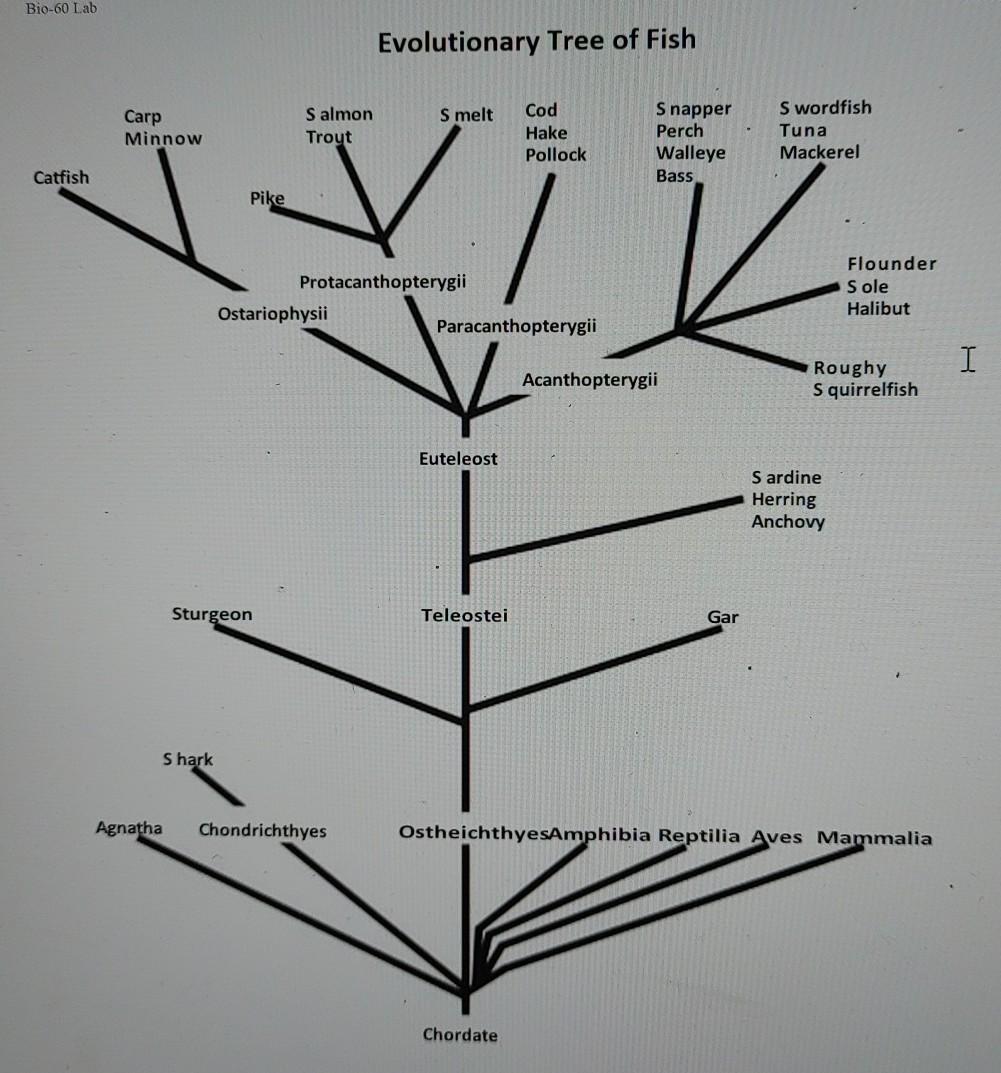 1. Before looking at the Evolutionary Tree of Fish, | Chegg.com
