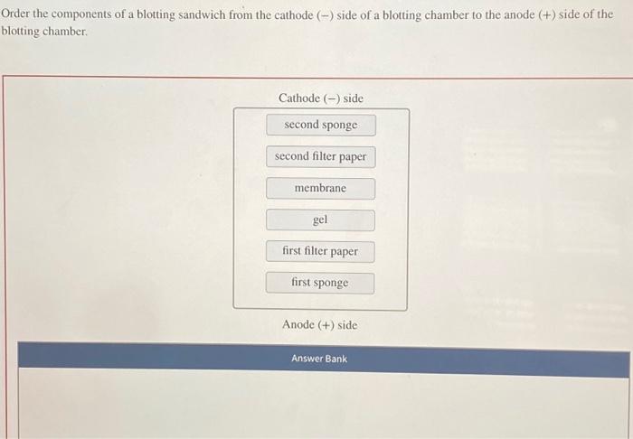 Solved Order the components of a blotting sandwich from the | Chegg.com