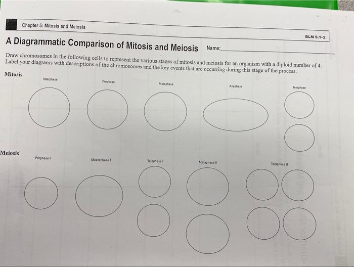 Solved Discovering Biology-Chromosome Numbers Worksheet | Chegg.com