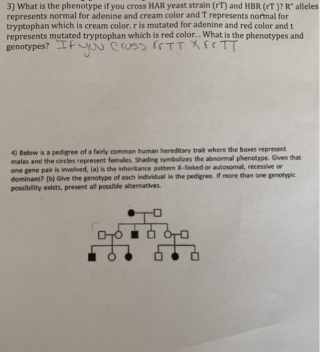 Solved 3) What is the phenotype if you cross HAR yeast | Chegg.com