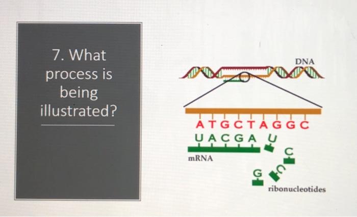 Solved 7. What process is being illustrated? | Chegg.com
