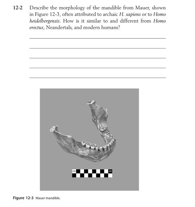 Solved 12-2 Describe the morphology of the mandible from | Chegg.com