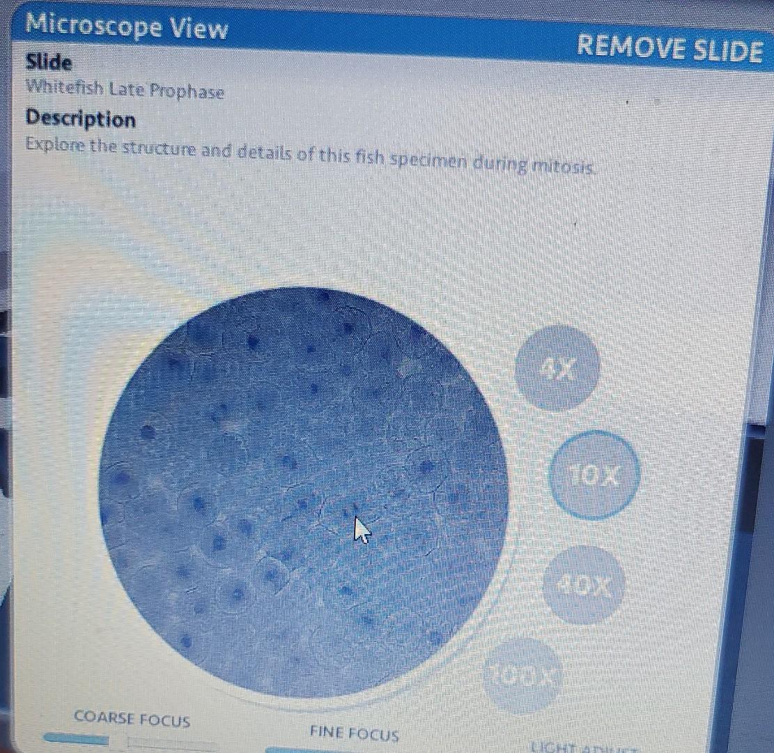 Solved Microscope View REMOVE SLDE Slide Whitefish Late | Chegg.com