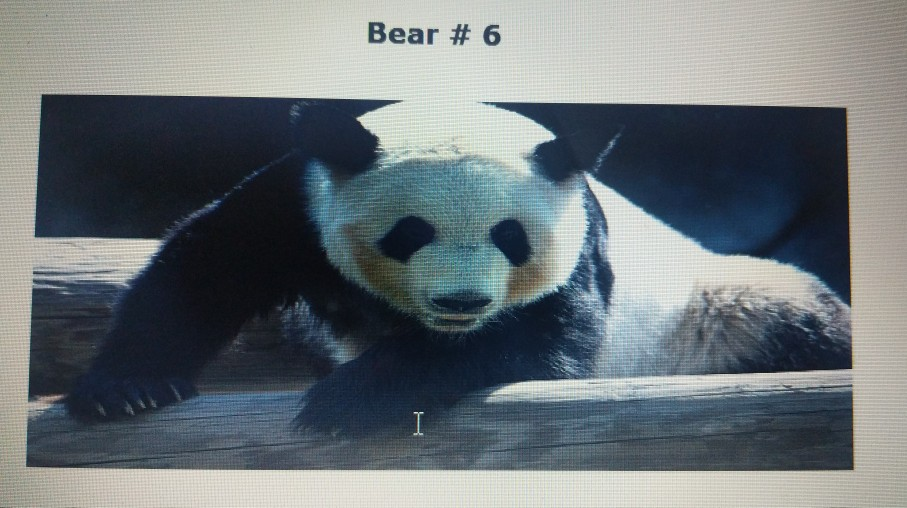 Solved Bear # 1 Bear # 3 Bear #4 Bear # 5 Bear # 6 | Chegg.com