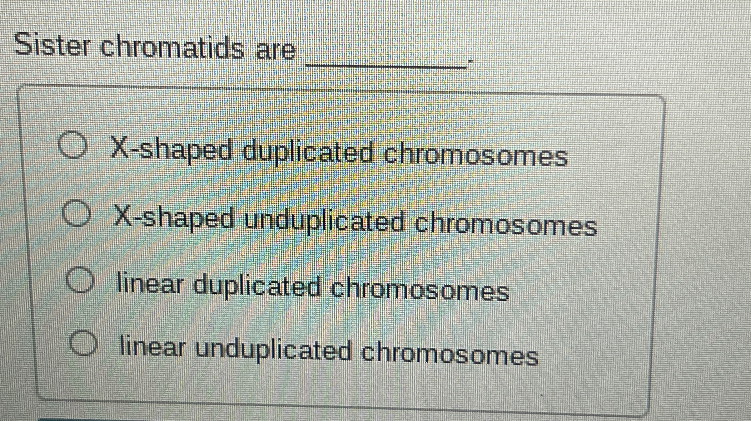 Solved Sister chromatids are q,X-shaped duplicated | Chegg.com