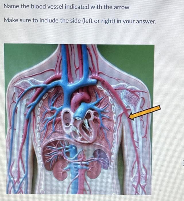 Solved Name the blood vessel indicated with the arrow. Make | Chegg.com