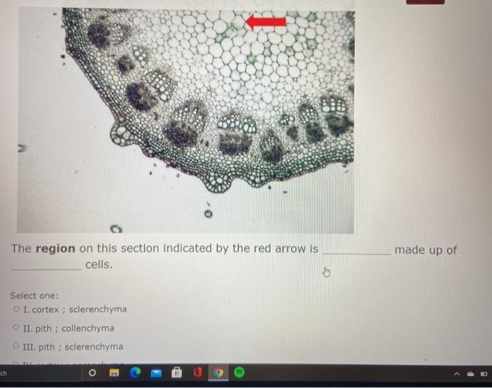 Solved The region on this section indicated by the red arrow | Chegg.com