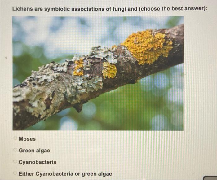 Solved Lichens are symbiotic associations of fungi and | Chegg.com