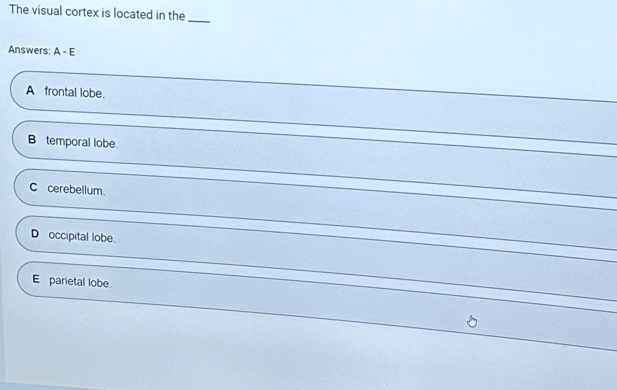 Solved The visual cortex is located in theAnswers: A-EA | Chegg.com