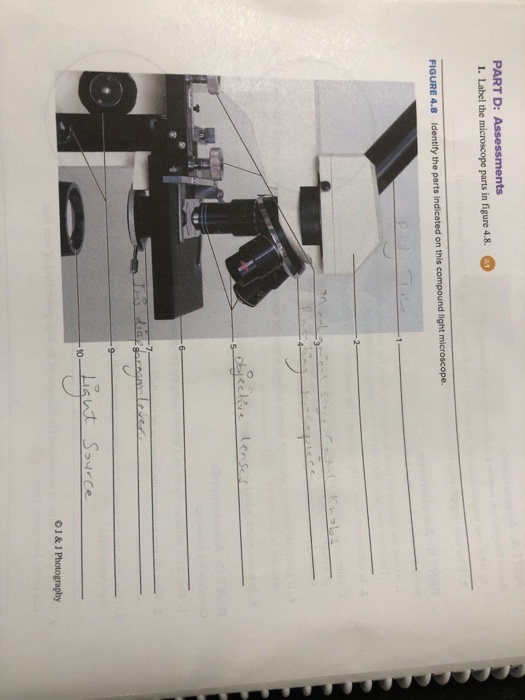 Solved Care and Use of the Microscope PART A: Assessments | Chegg.com