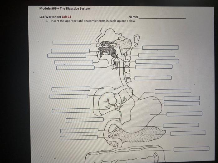 Solved Module #09 - The Digestive System Lab Worksheet | Chegg.com